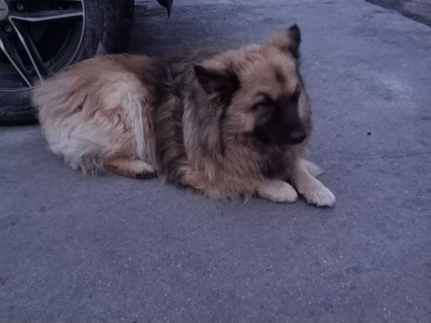 Маленький пёсик Пушок