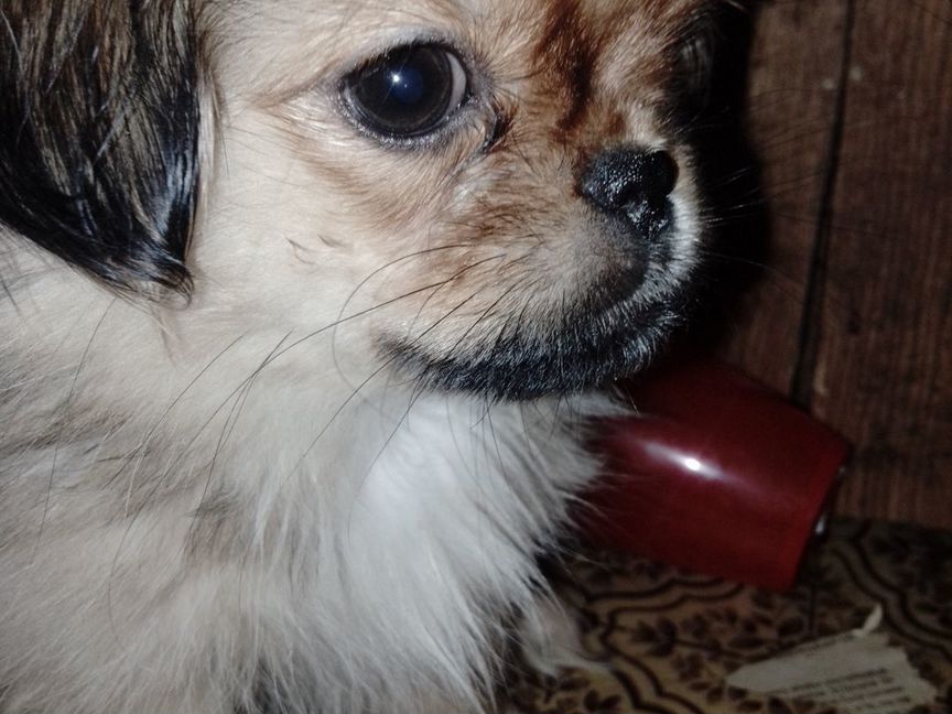 Продажа щенков пикенеса