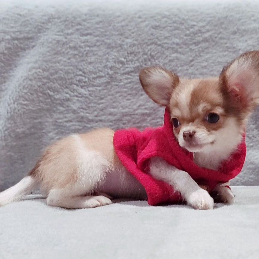 Чихуахуа Девчоночка с фото