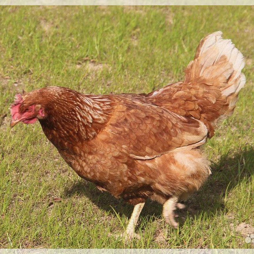 Куры Несушки с доставкой с доставкой