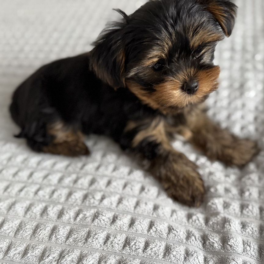 Йоркширский терьер, щенок