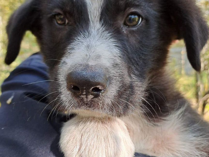 Щенок в добрые ручки