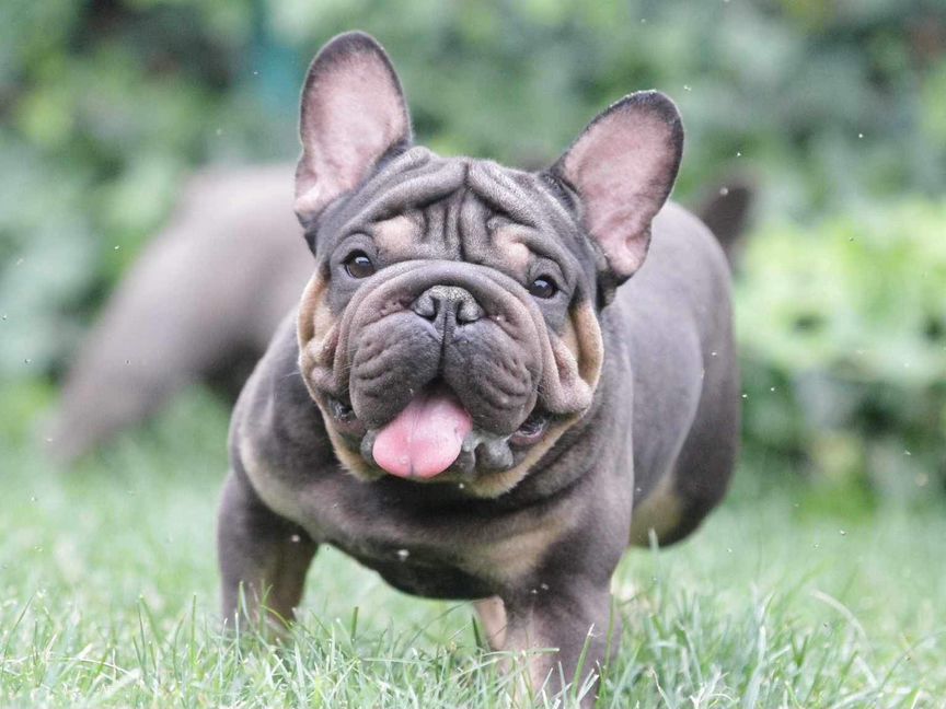 Биг Роп вельвет бульдог Вязка