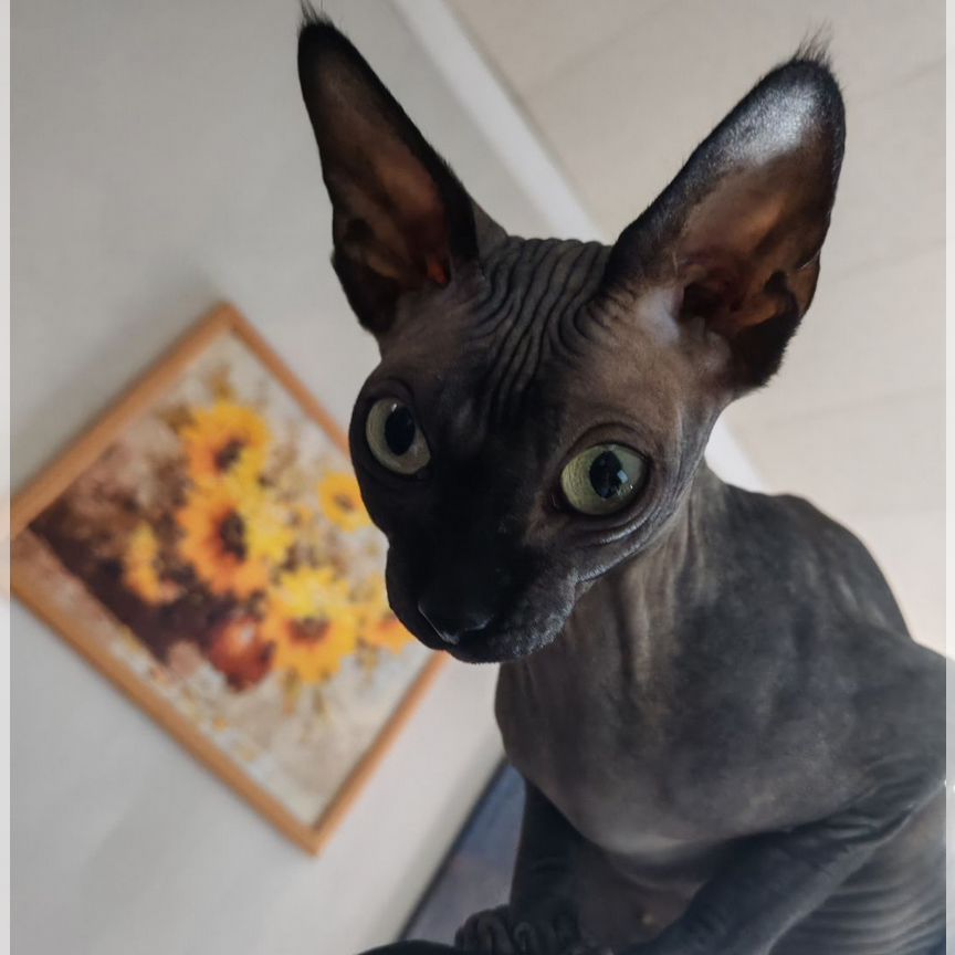 Канадский сфинкс, взрослая кошка