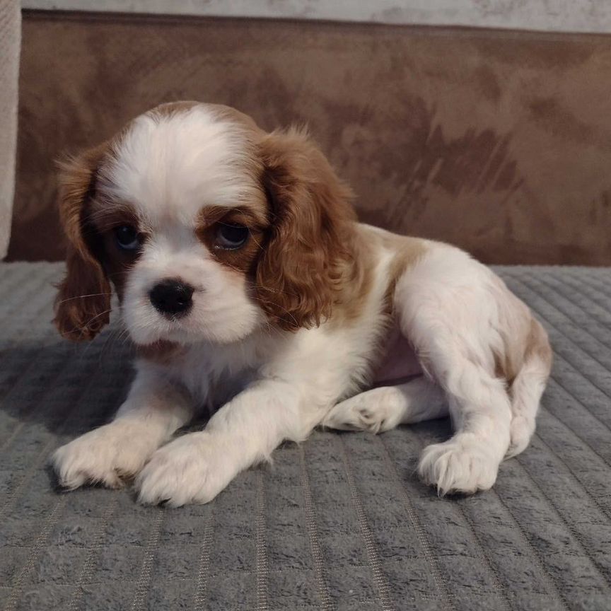 Кавалер кинг Чарльз спаниель