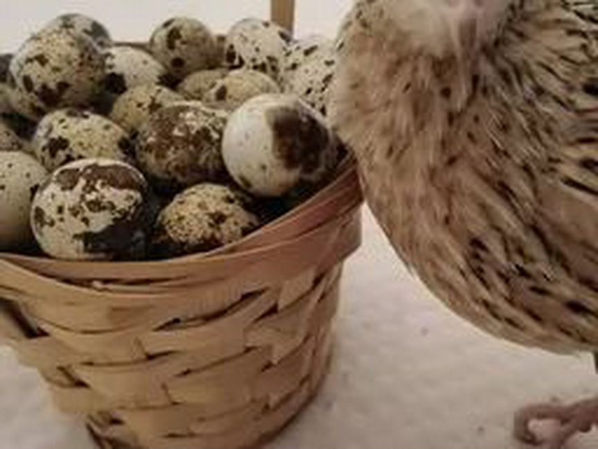 Перепела, комплекты под ключ