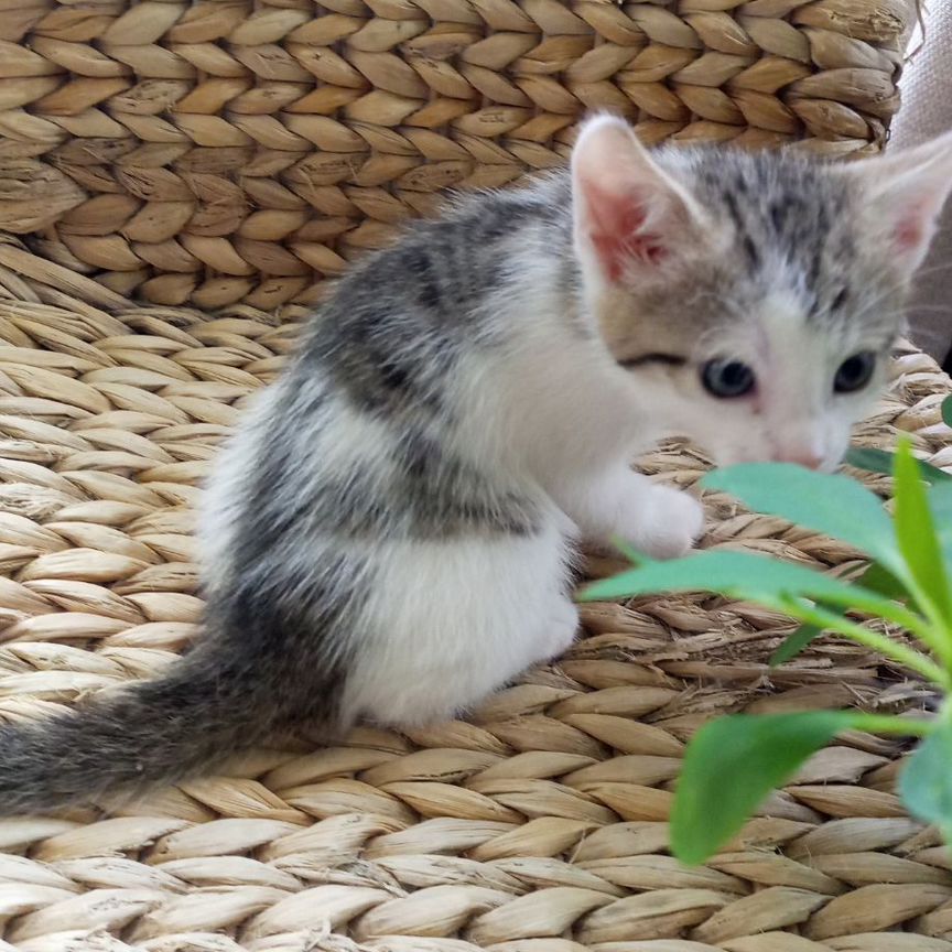 Котёнок в добрые руки