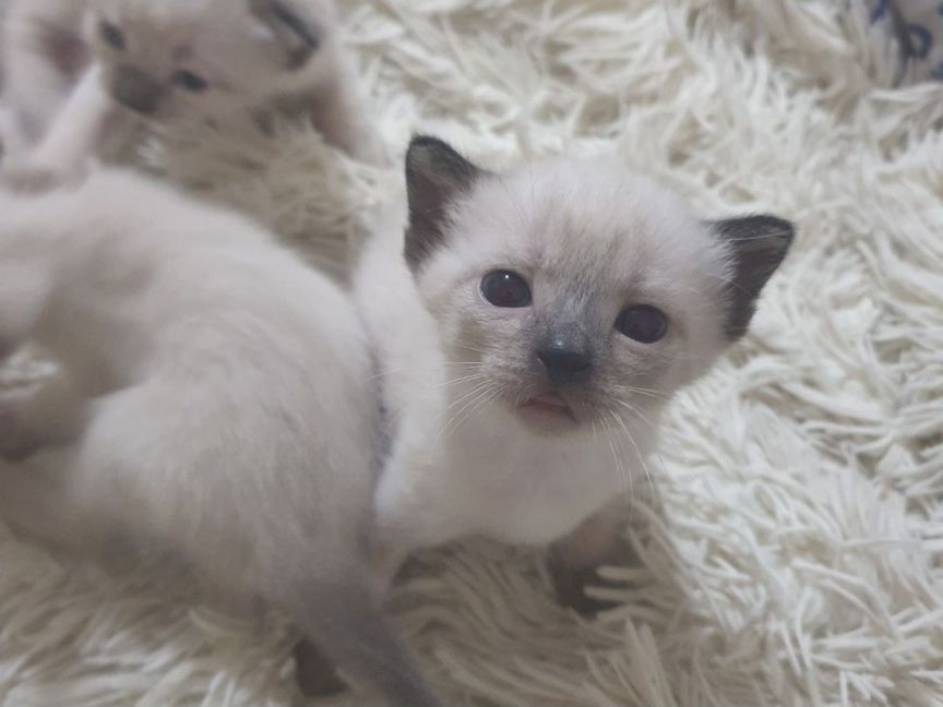 Кошки