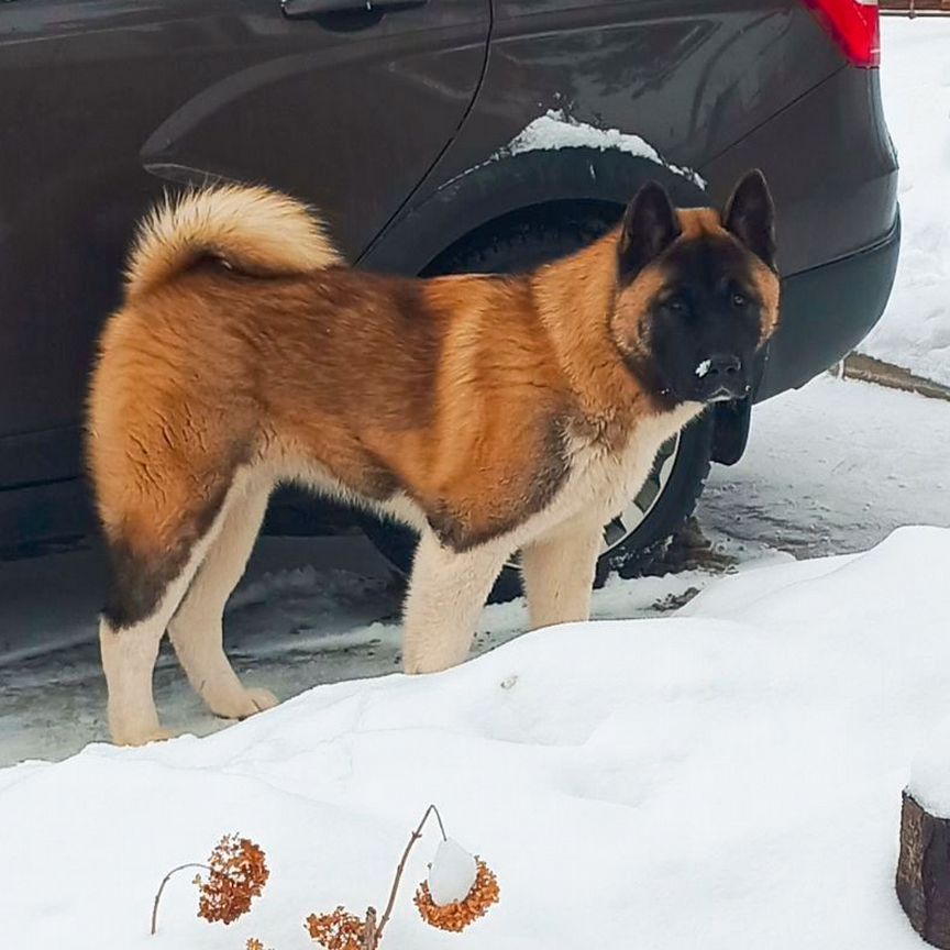 Американская акита девочка