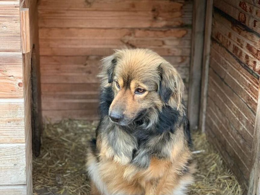 Собачка трехлапик ждет своих любящих хозяев