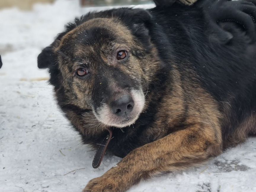 Чудесная взрослая собака Балин. Приют Некрасовка