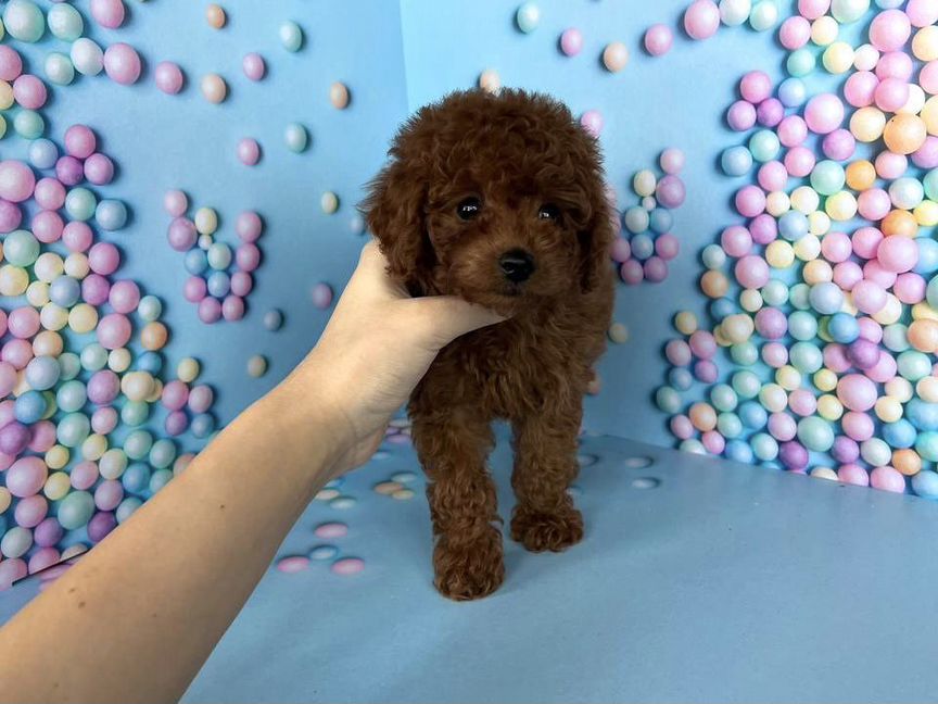 Той-пудель мини с документами РКФ