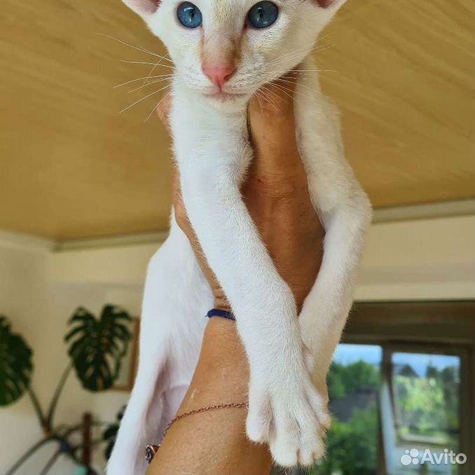 Ориентальные котята 2,5 мес