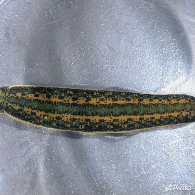 Восточные пиявки