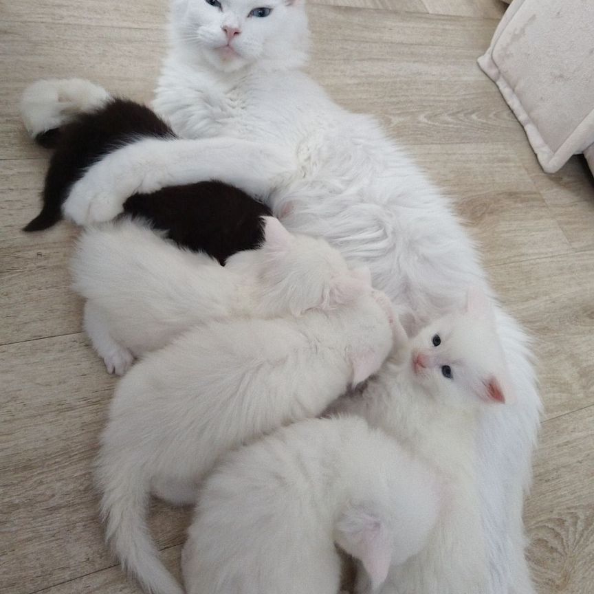 Котята мейн-кун