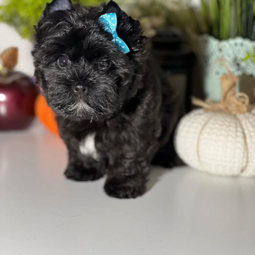 Черный йорк мини