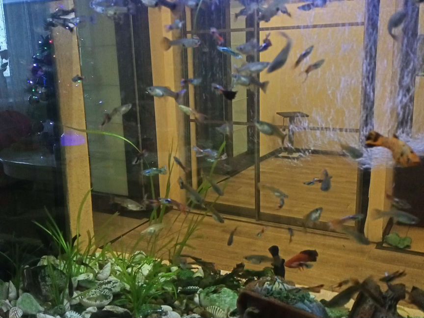 Продам рыбок подростки (Гуппи обычные)