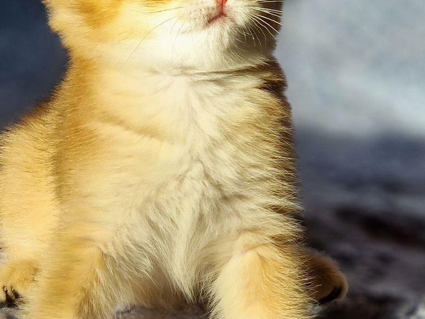 Кошки