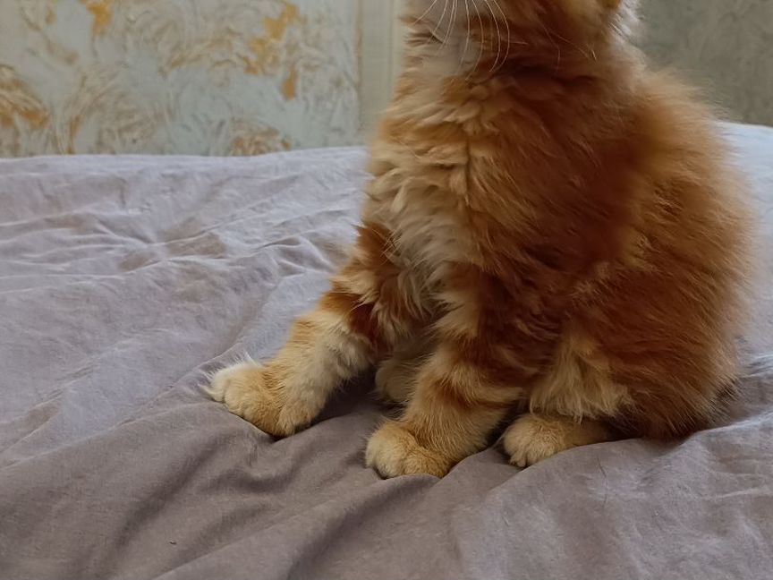 Кошка