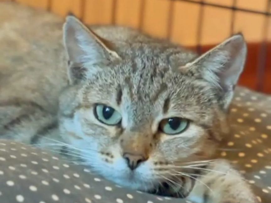 Кошечка девочка Санта ищет дом