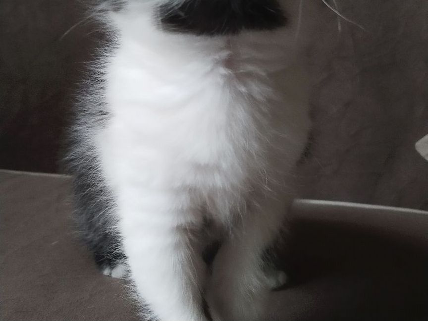 Котятки бесплатно