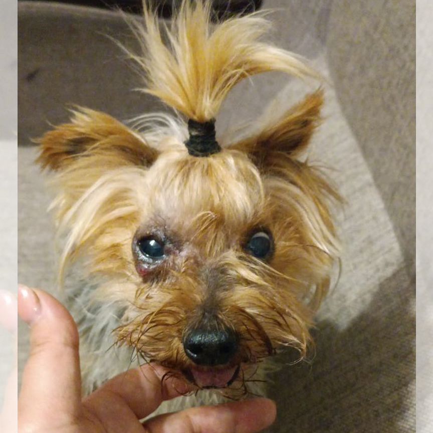 Йоркширский терьер, взрослый пёс