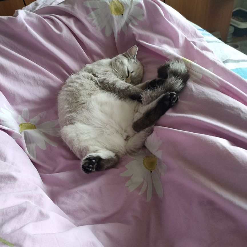 Шотландский прямоухий котик