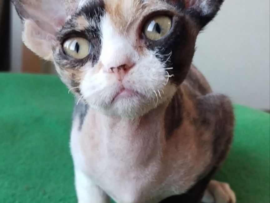 Котята девон-рекс