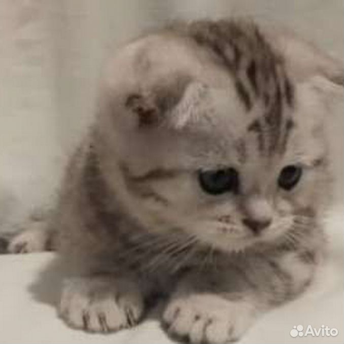 Кошки шотландцы и британские