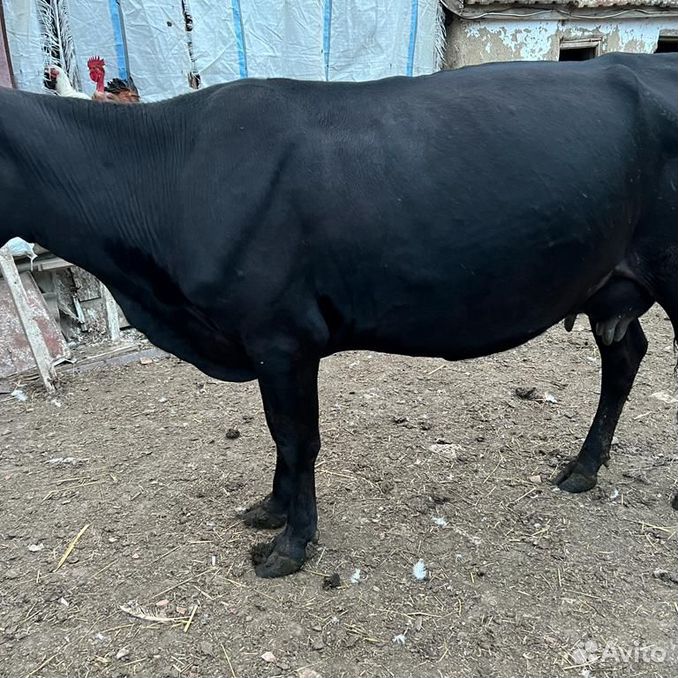 Продам коров и телят