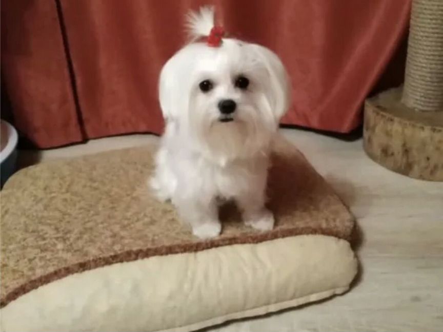 Мальтипушечки