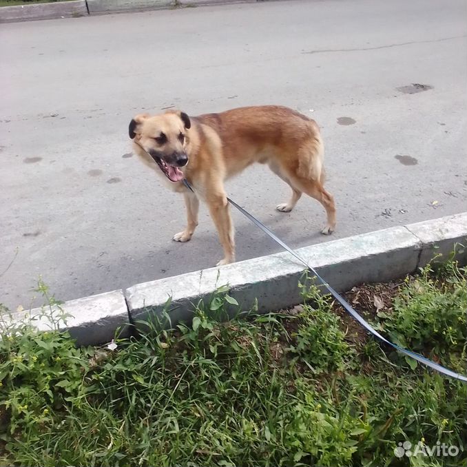 Собакин