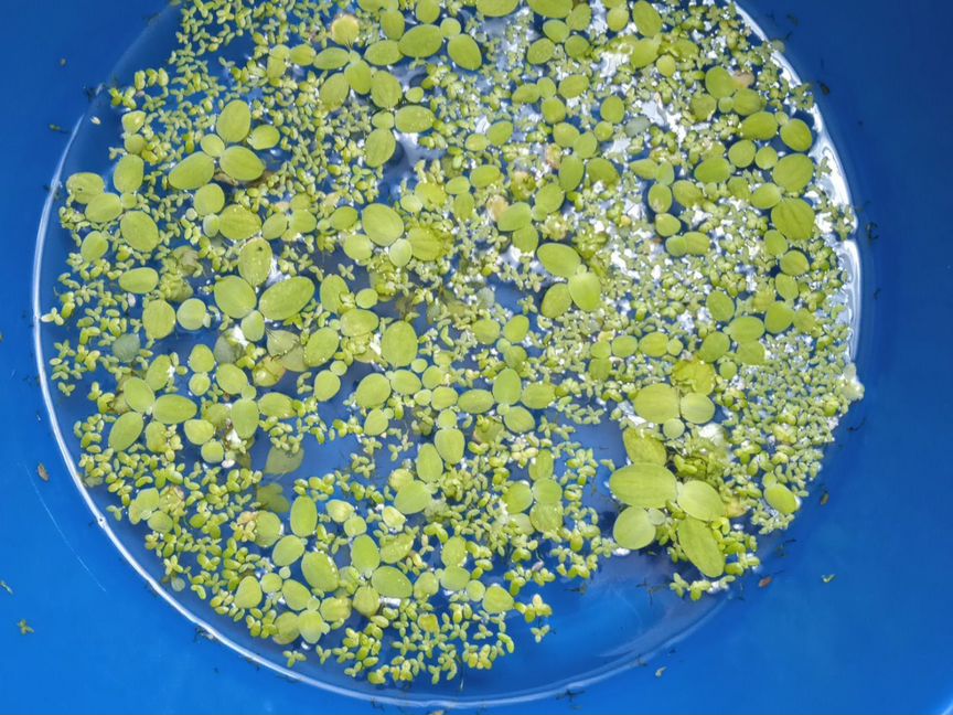 Пистия и ряска