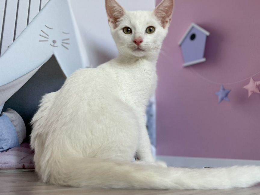 Белый котенок мальчик