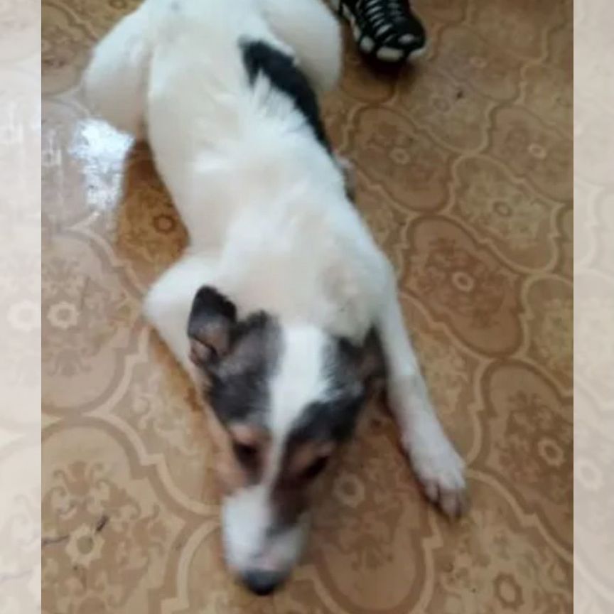 Немецкая овчарка, щенок