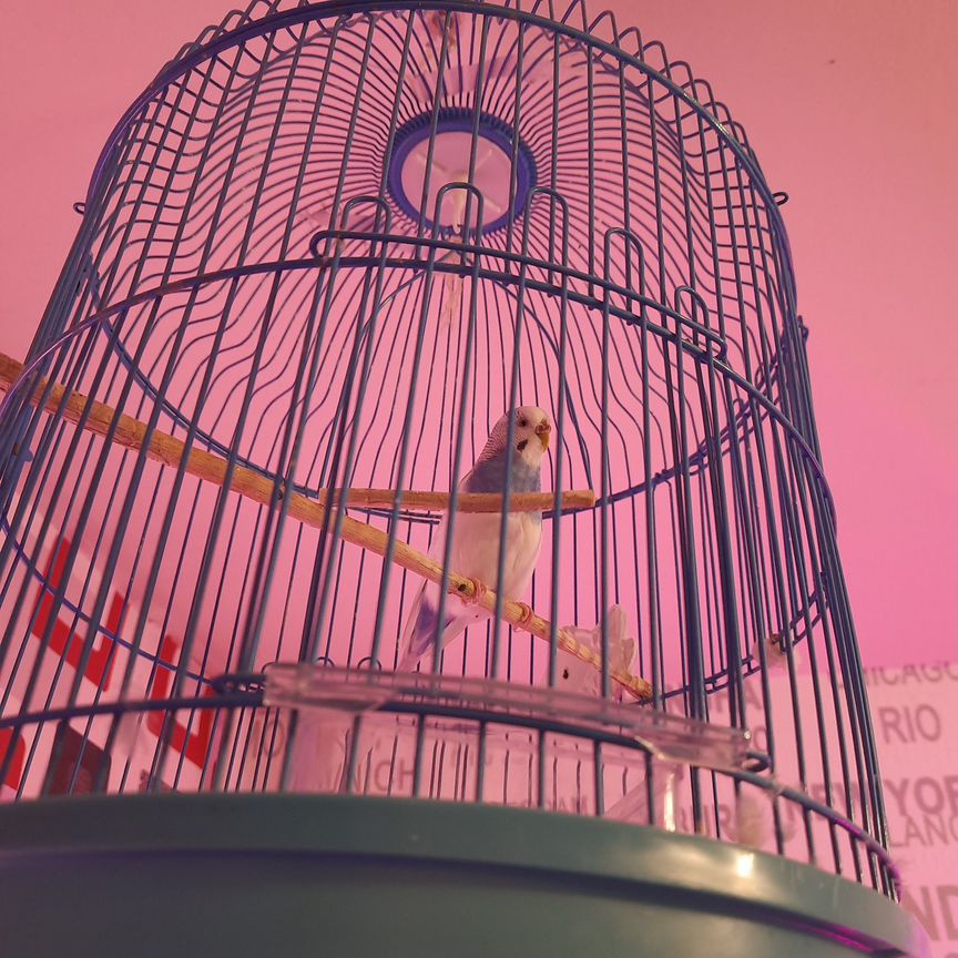 Волнистый попугай