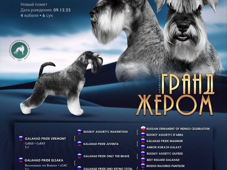 Цвергшнауцер щенки перец с солью