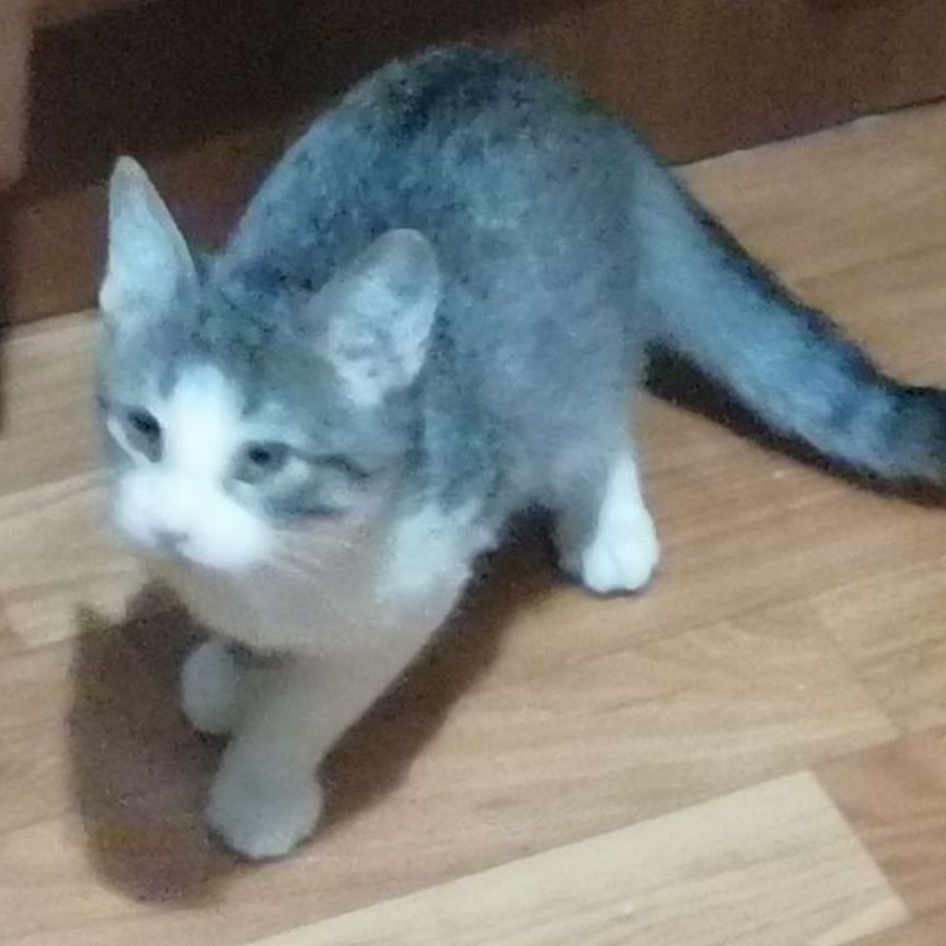 Ласковый котик ищет заботливые руки