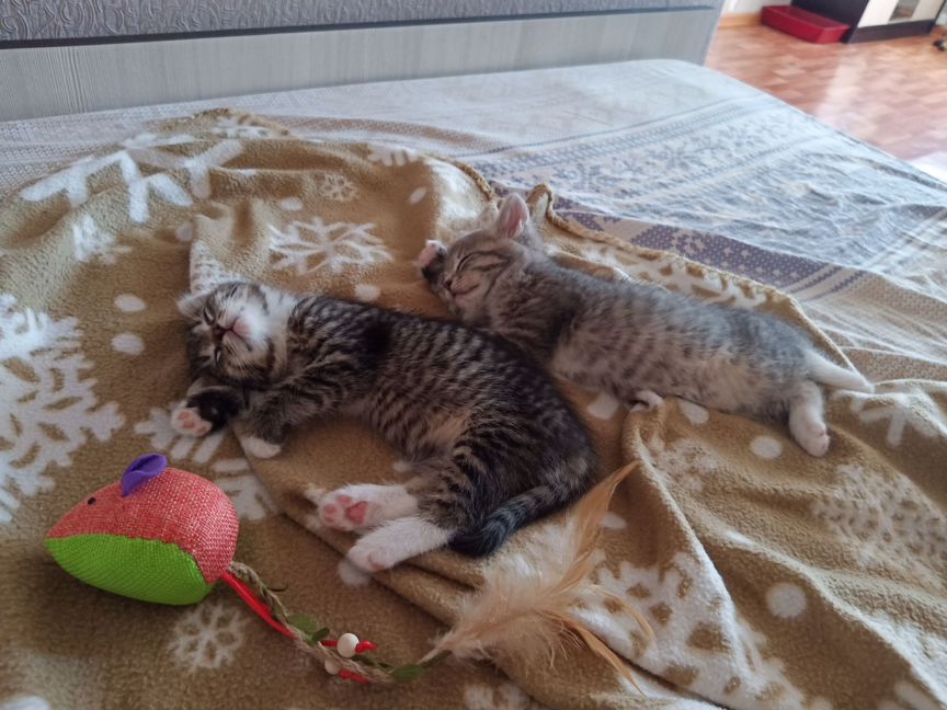 Котята (читайте описание)