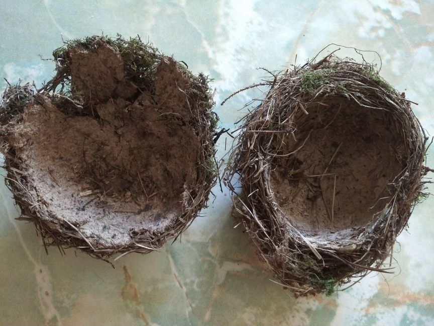 Гнездо птиц из леса