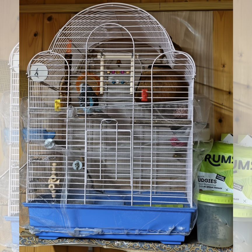 Волнистый попугай, девочка, с клеткой
