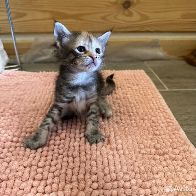 Мэйкун котята