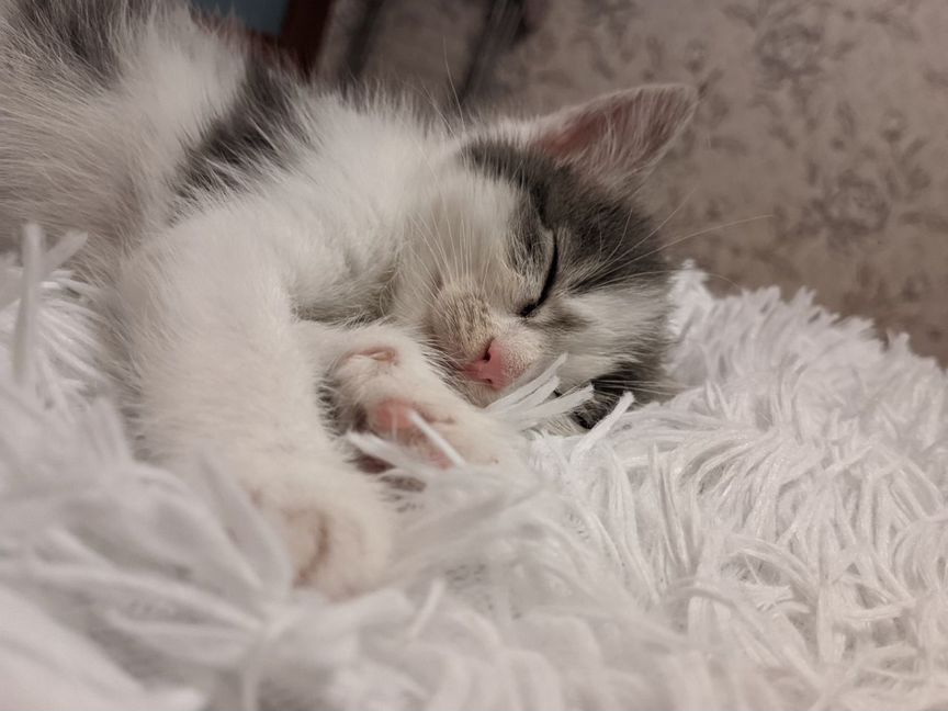 Котенок девочка в добрые руки
