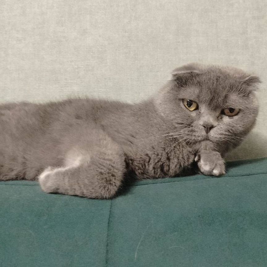 Шотландский вислоухий короткошёрстный, взрослый кот