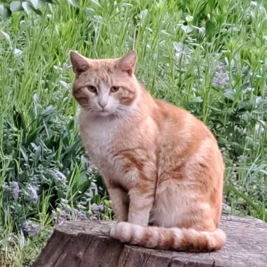 Рыжий красавец ищет дом