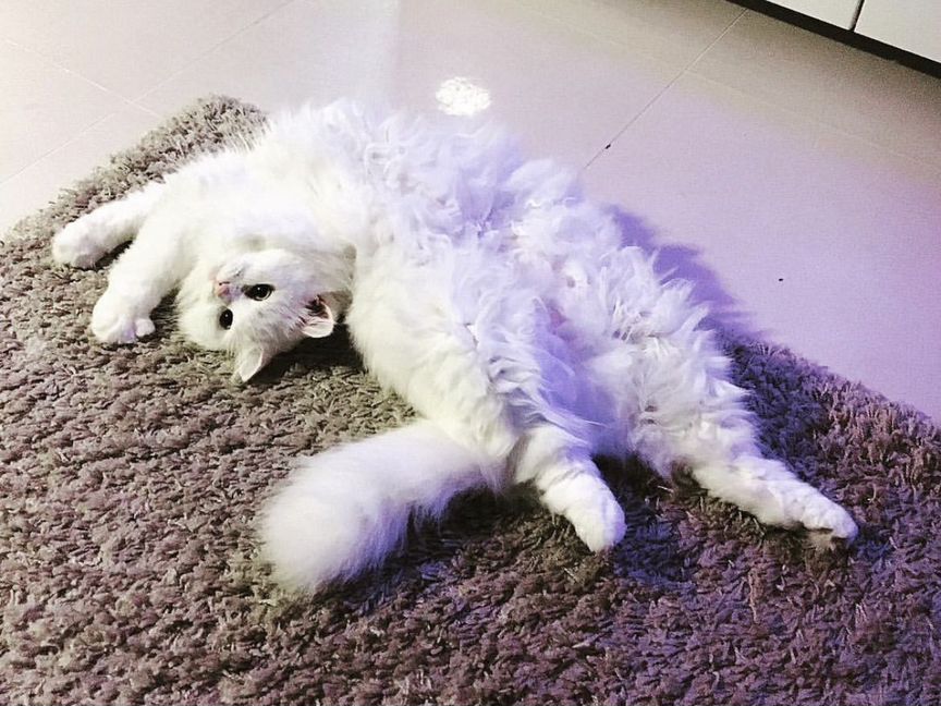 Белая кошка ищет дом