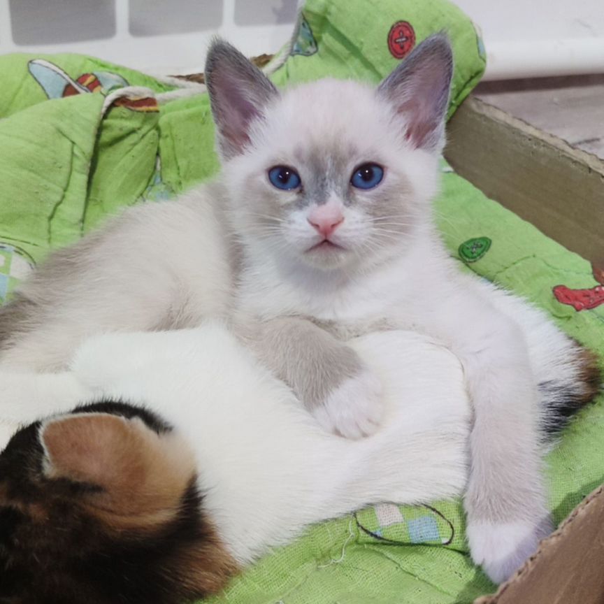 Котёнок в добрые руки