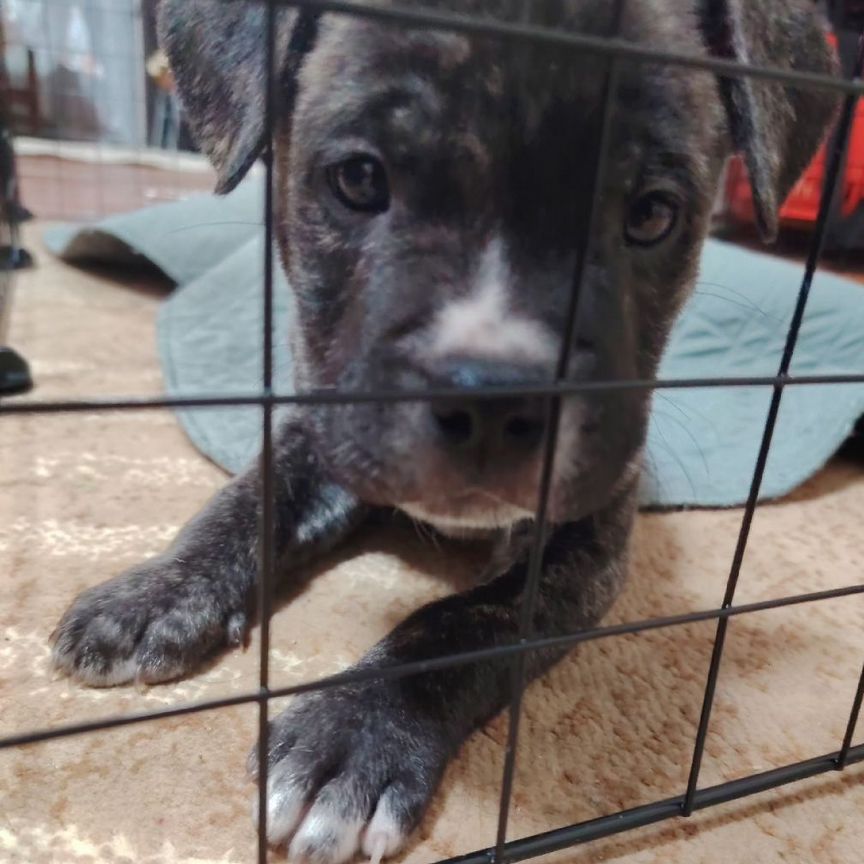 Стаффордширский бультерьер, щенок