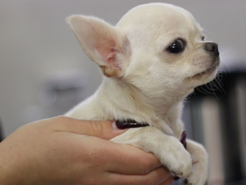 Мальчик чихуахуа