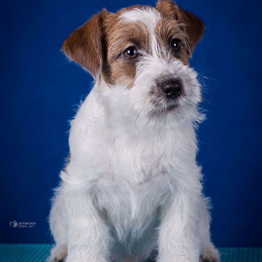 Кобель Джек Рассел терьер 3 мес